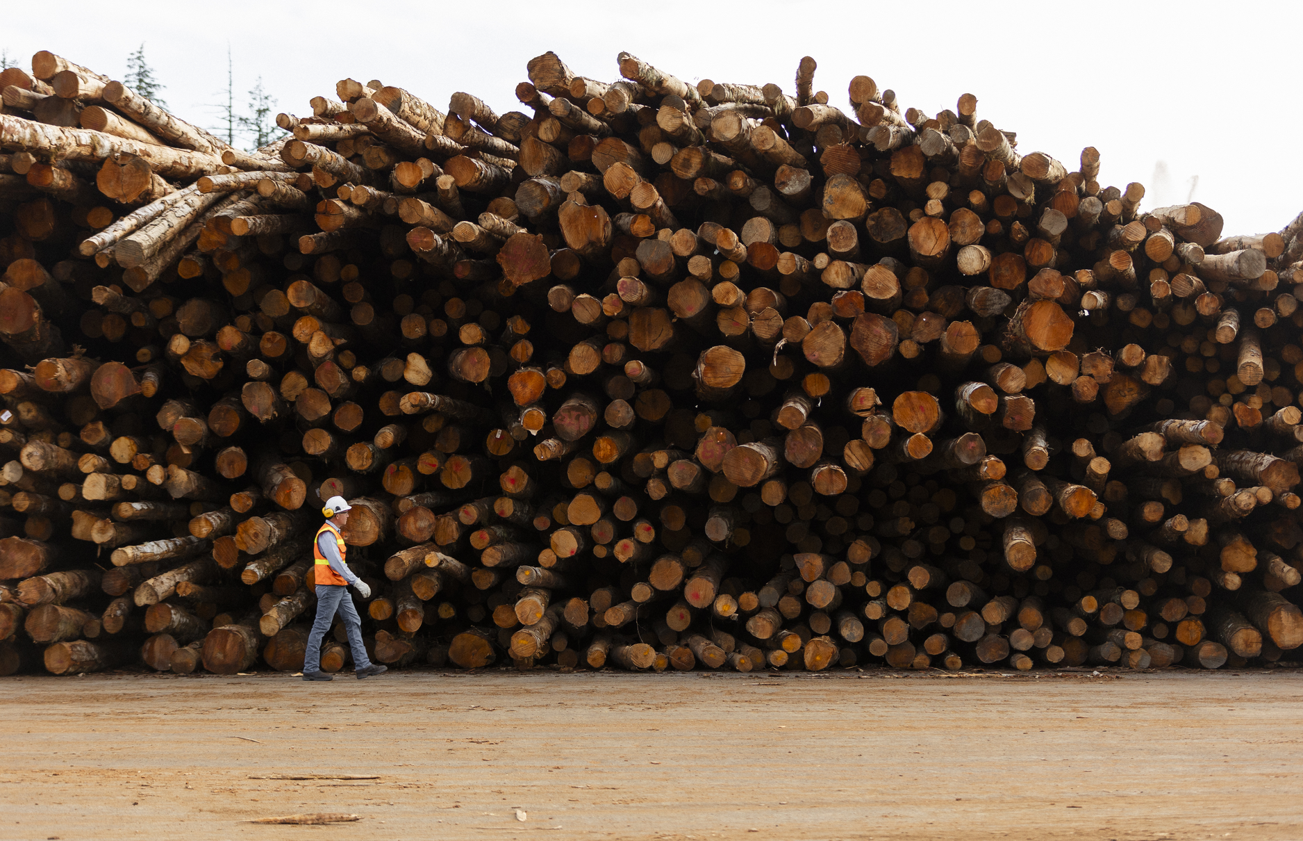 MiCROTEC - CT Log: Transforming Cascade Hardwood and the Industry